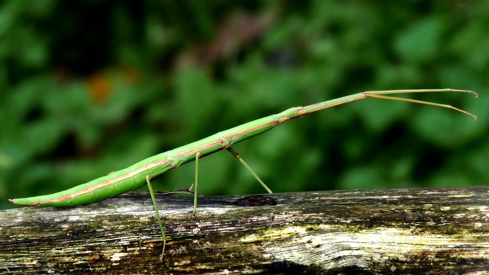 Le phasme de Rossi ou bâton du diable, un phasme de France - Photos Futura