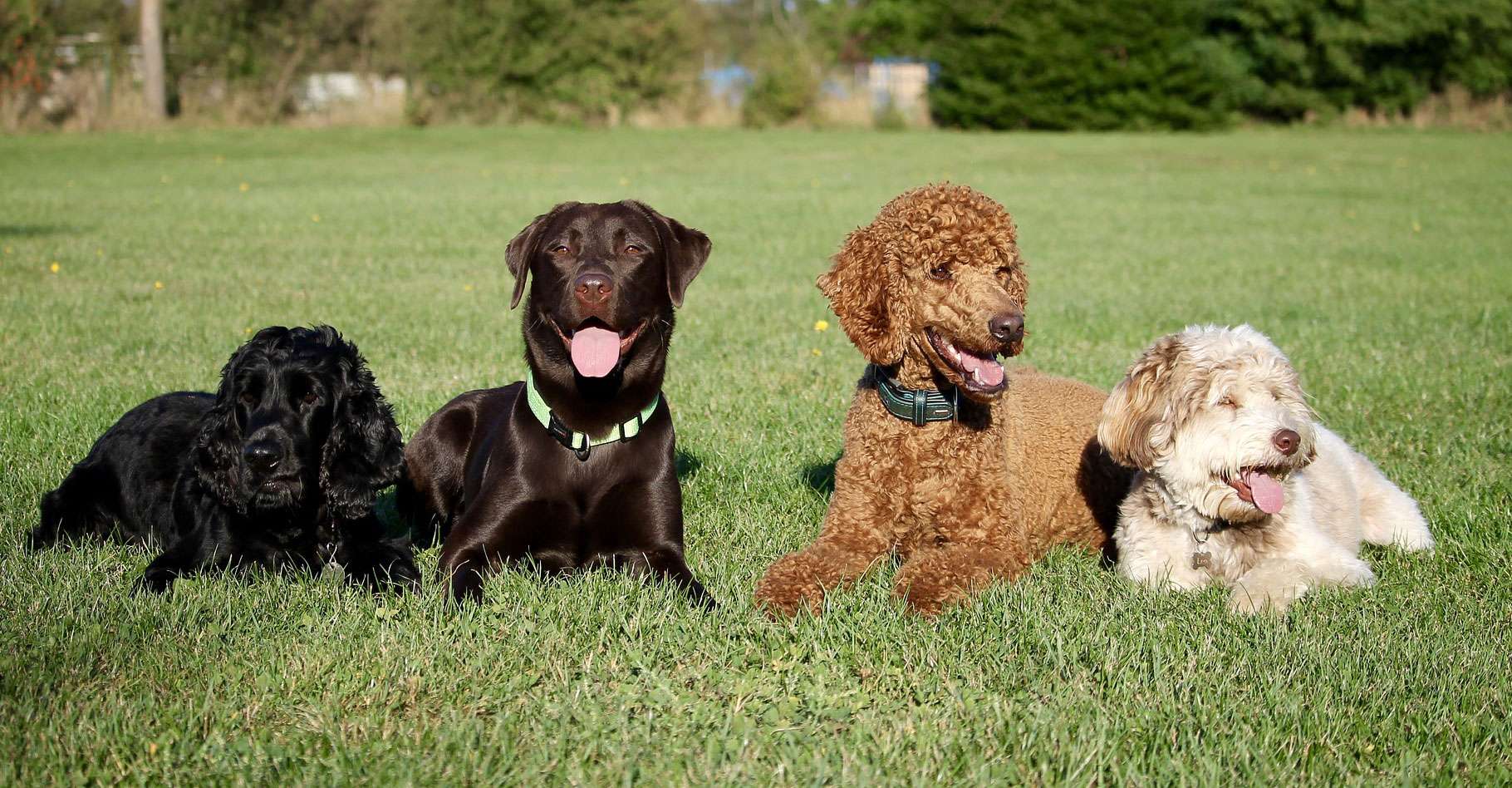 Pour en savoir plus sur le chien | Dossier