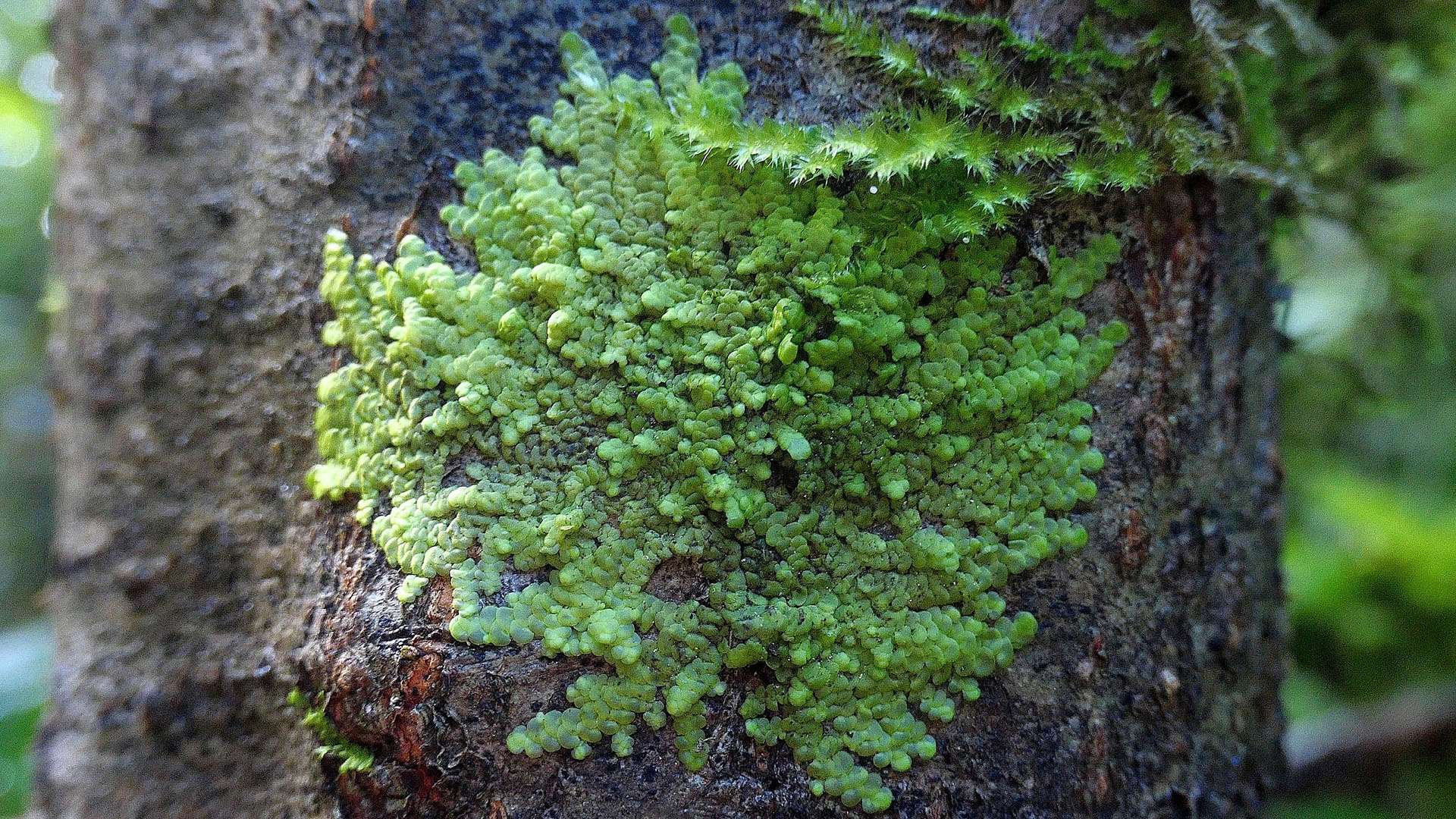 Radula complanata adore les troncs de feuillus - Photos Futura
