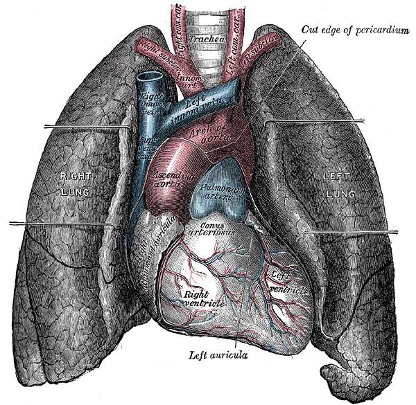 Définition | Pneumopathie : Définition, Types, Causes et Traitements