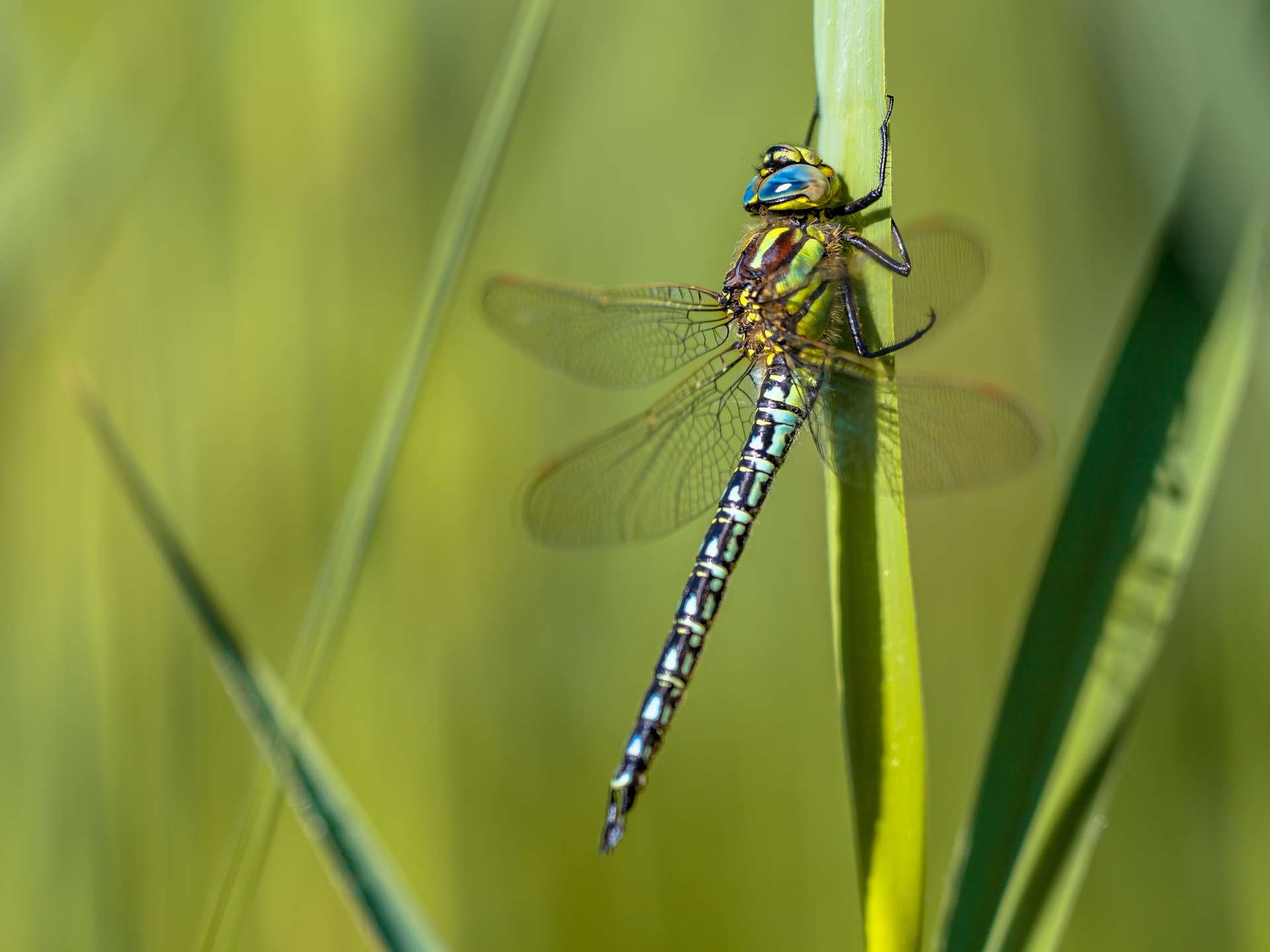 Définition | Libellule : caractéristiques, habitat et rôle écologique