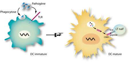 Immunité adaptative : les cellules dendritiques et l'amplification ...