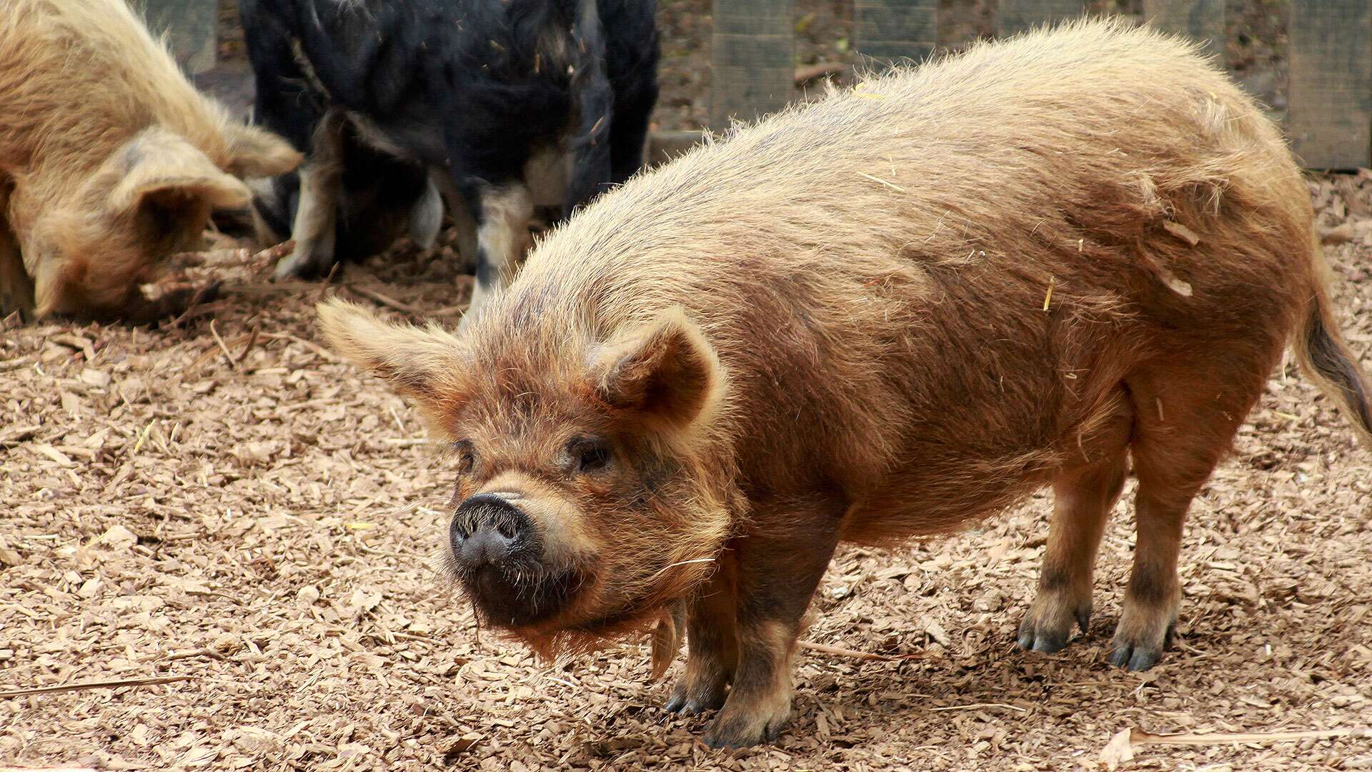 Races De Porcs Tout Sur Les Races De Porcs Pour L'élevage à La