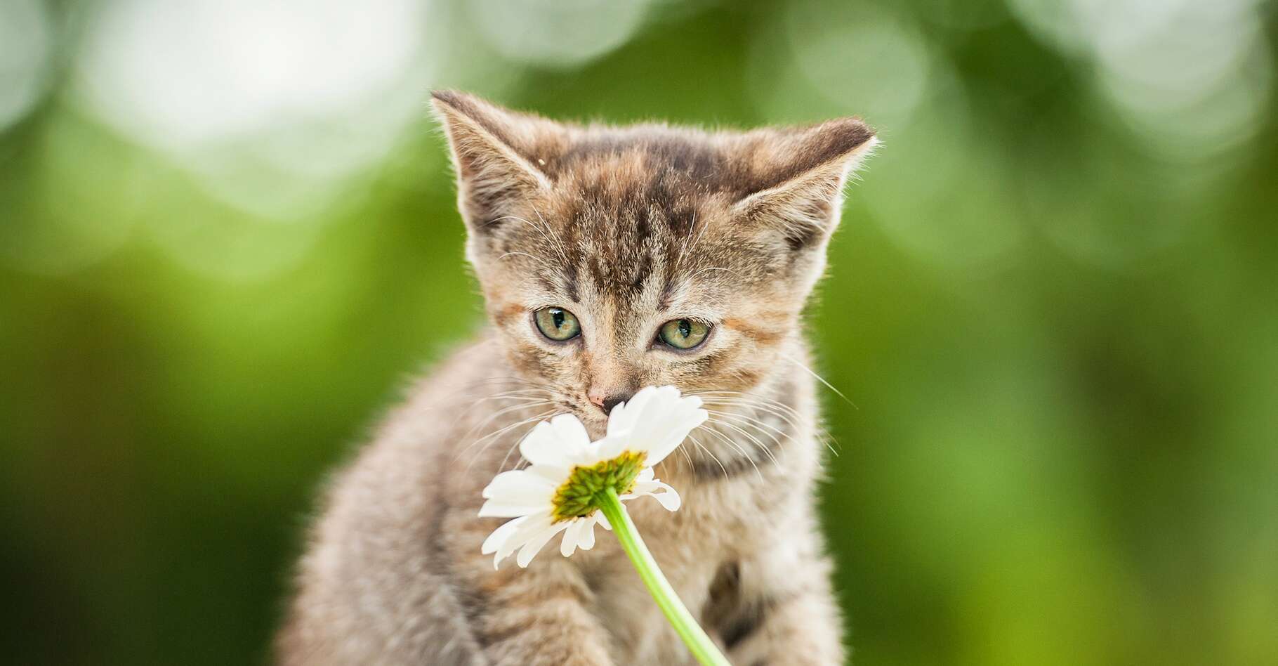 Des scientifiques ont découvert le secret de l'odorat exceptionnel des chats