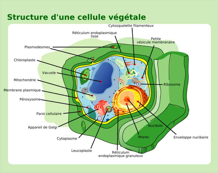 Définition | Peroxysome : Structure, Rôle et Importance dans la ...