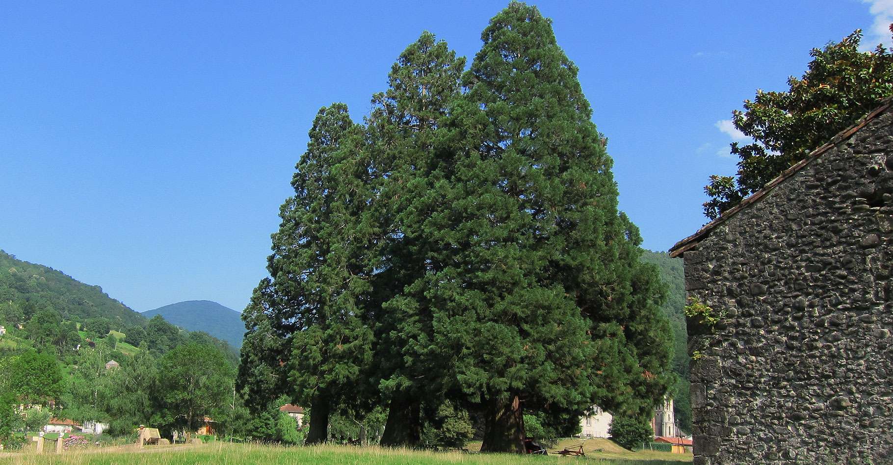 Définition | Séquoia géant - Sequoiadendron giganteum