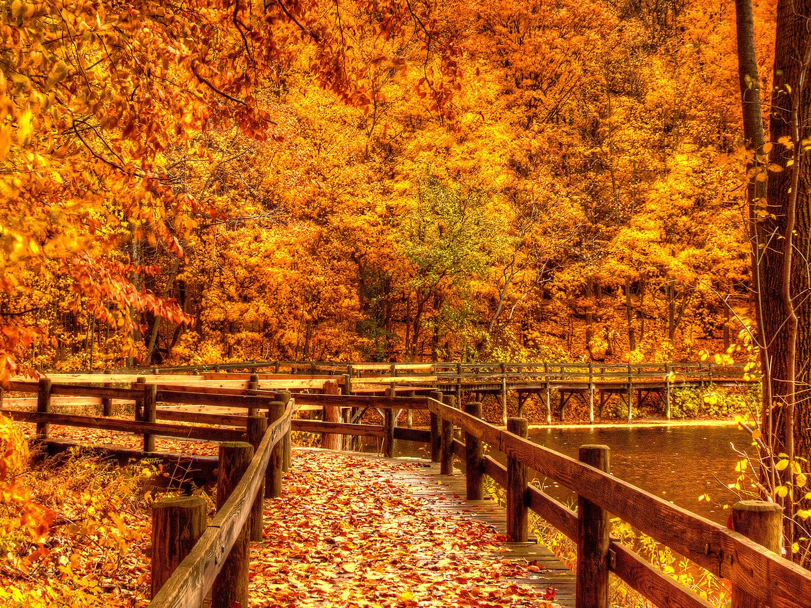 Automne doré - Fond d'écran et images gratuites