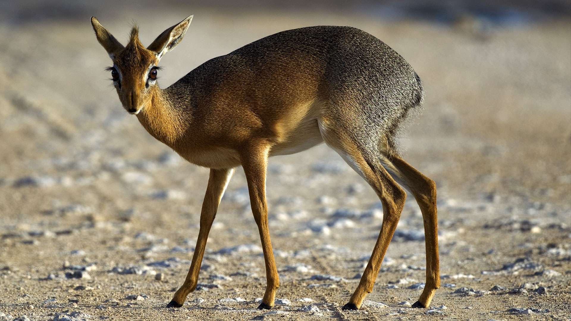 Une antilope poids plume - Photos Futura