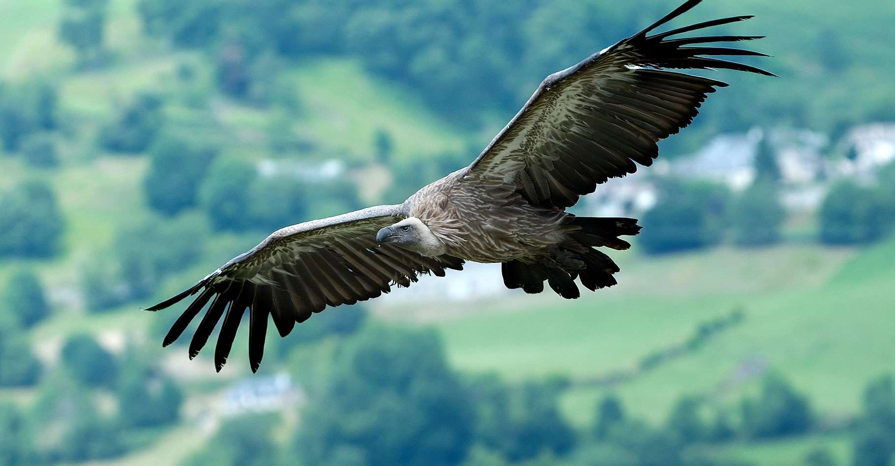 À la découverte du Parc national des Cévennes | Dossier