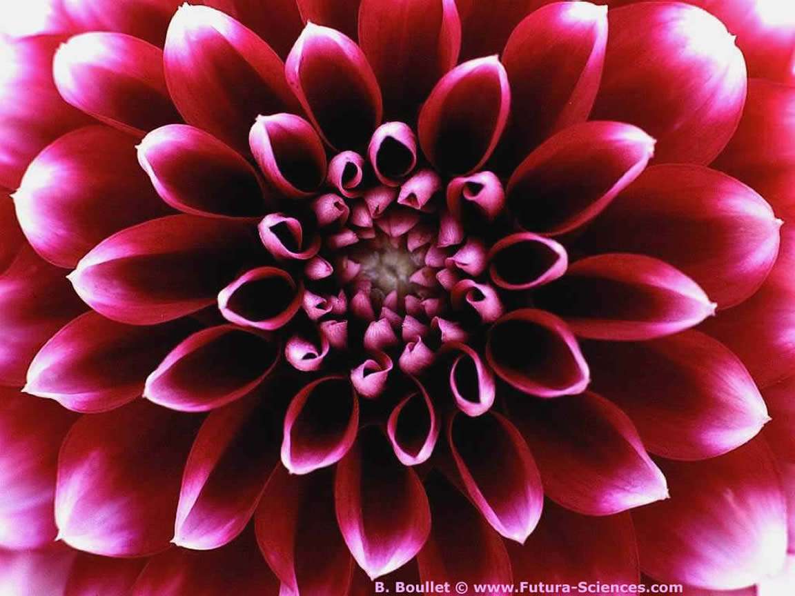 Dahlia rouge