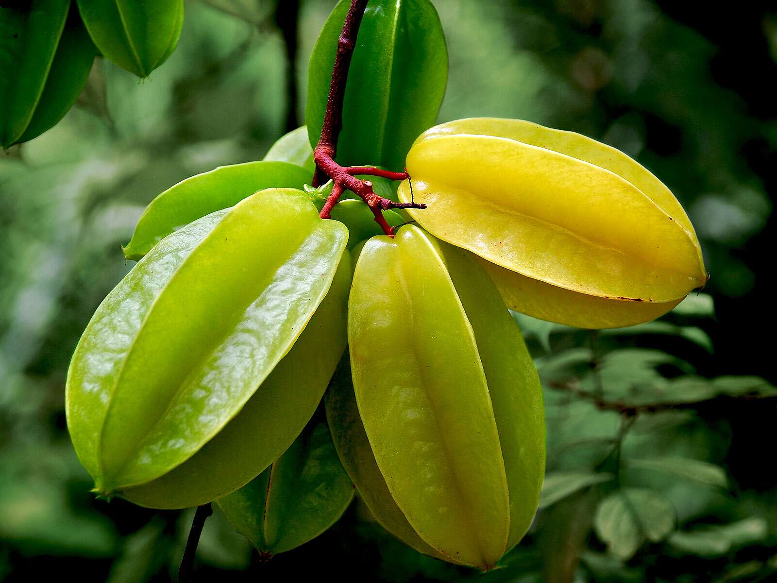 Carambole fruit étoilé