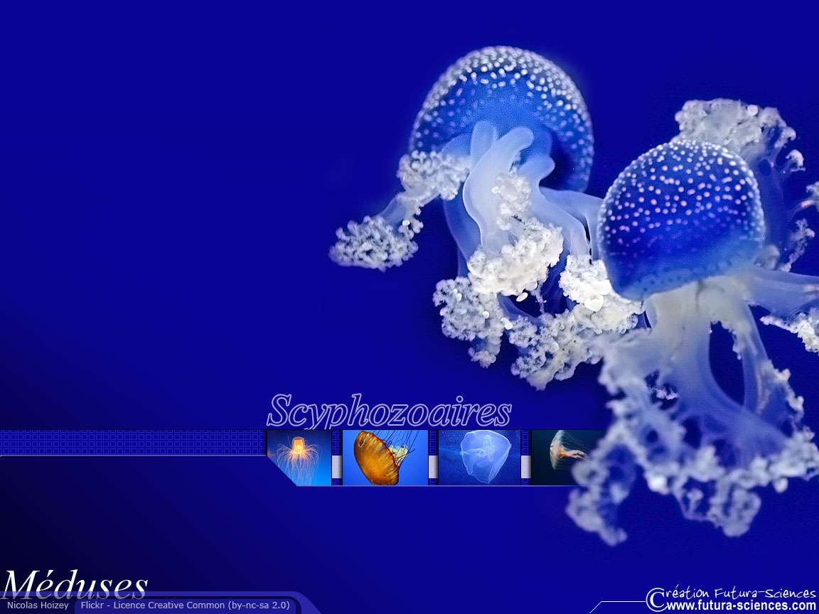 Méduse