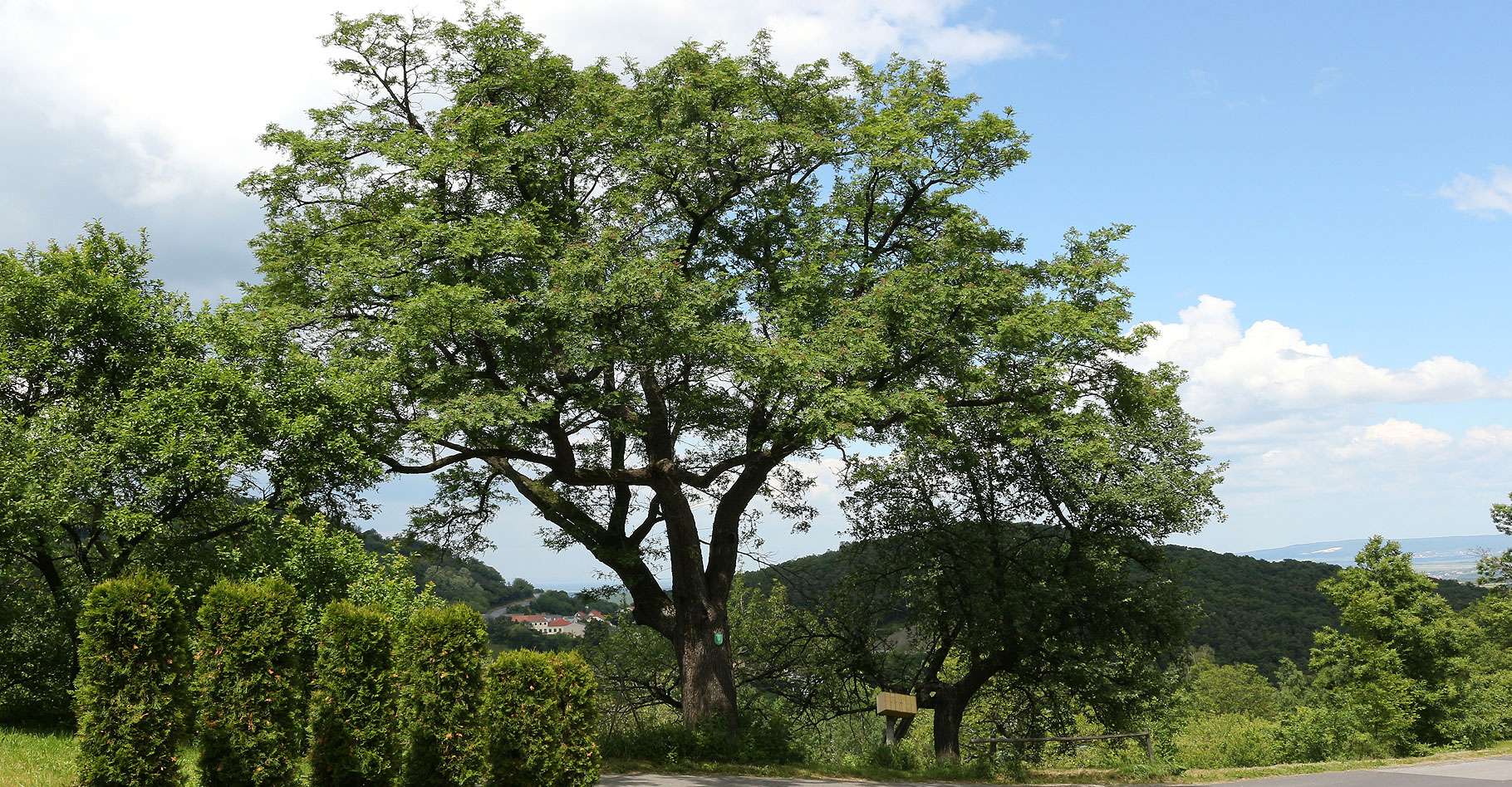 Définition | Cormier - Sorbus domestica - Sorbier domestique