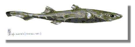 Introduction | Dossier