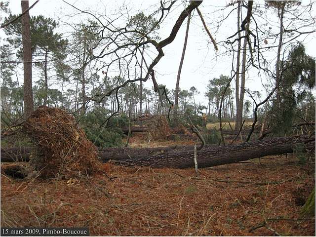 Définition | Chablis : Définition, causes, impacts et gestion forestière
