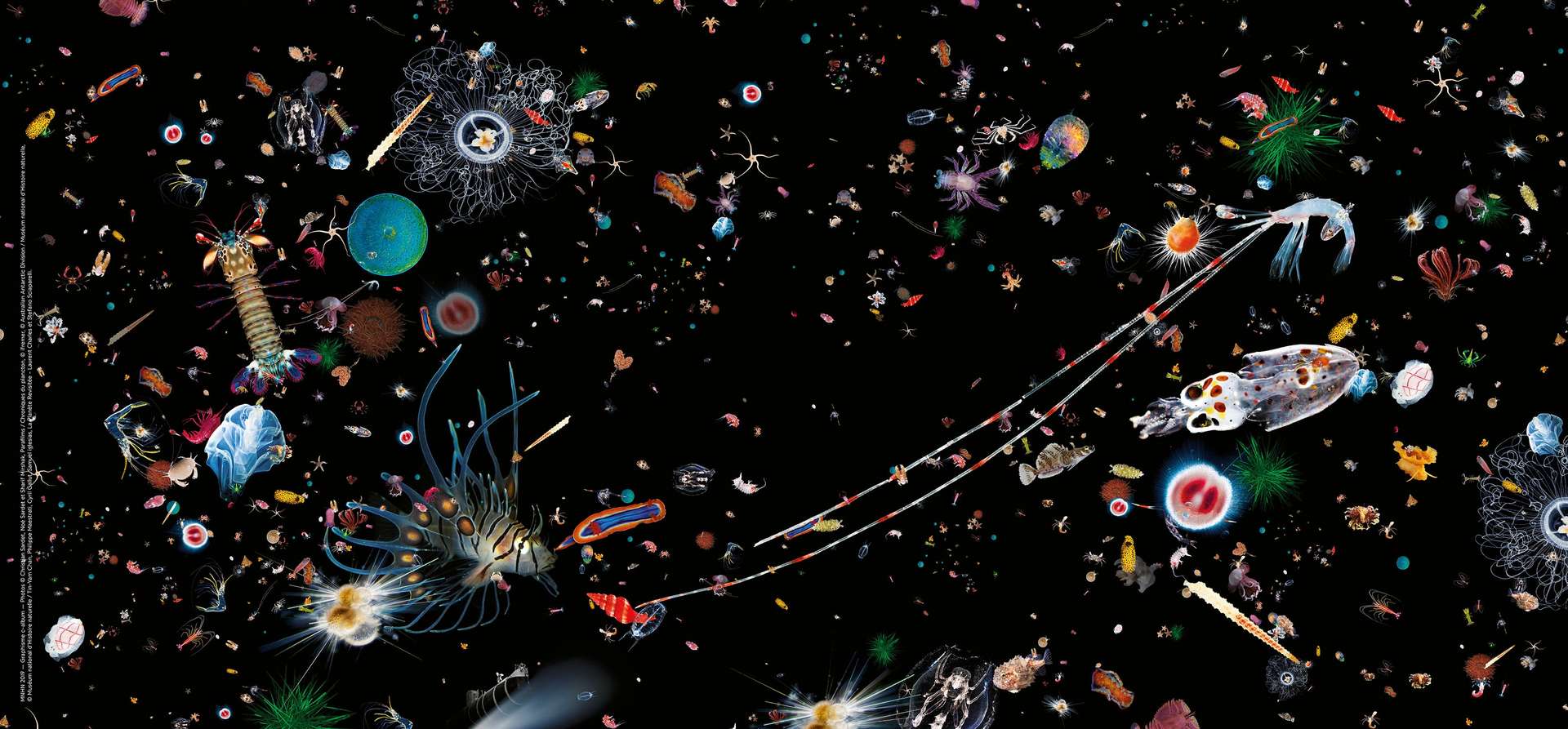 Océan : ces créatures ont inspiré le film Alien et autres faits surprenants