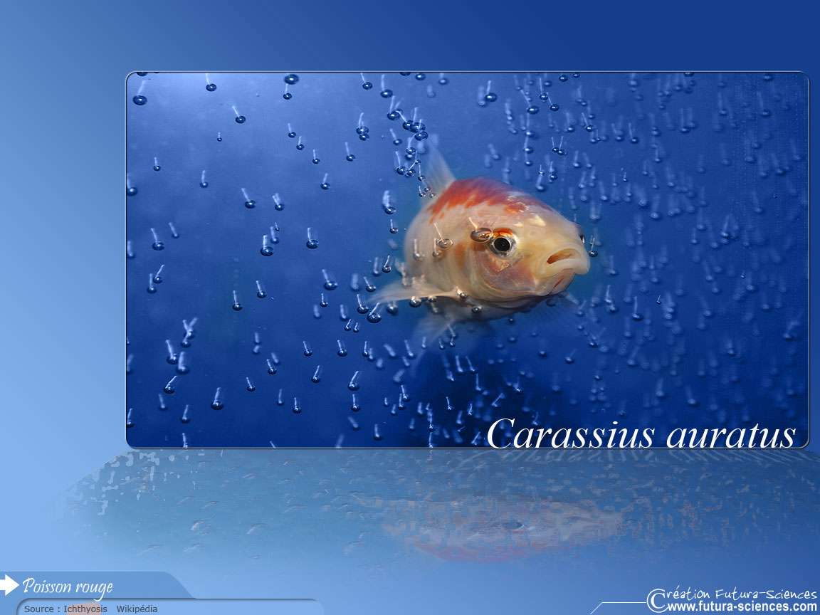 Poisson rouge - Fond d'écran et images gratuites