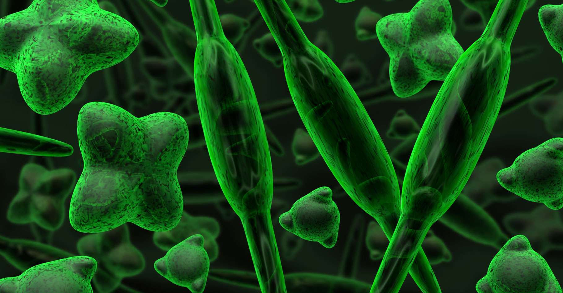 Les marées rouges | Dossier