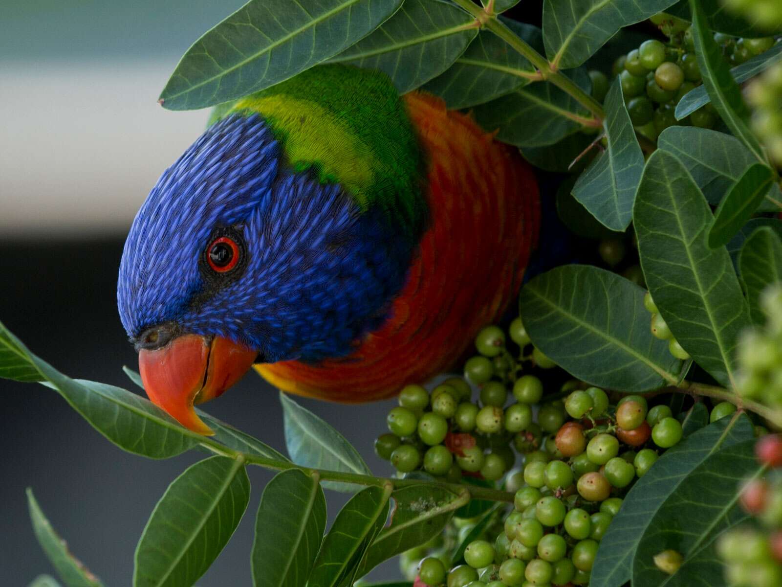 Le Loriquet à tête bleue est doté d'une langue en forme de pinceau pour ...