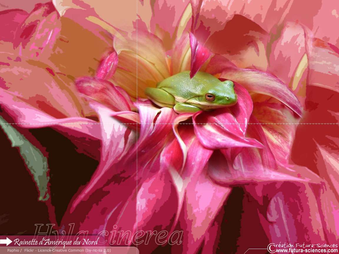 Rainette d'Amérique du Nord