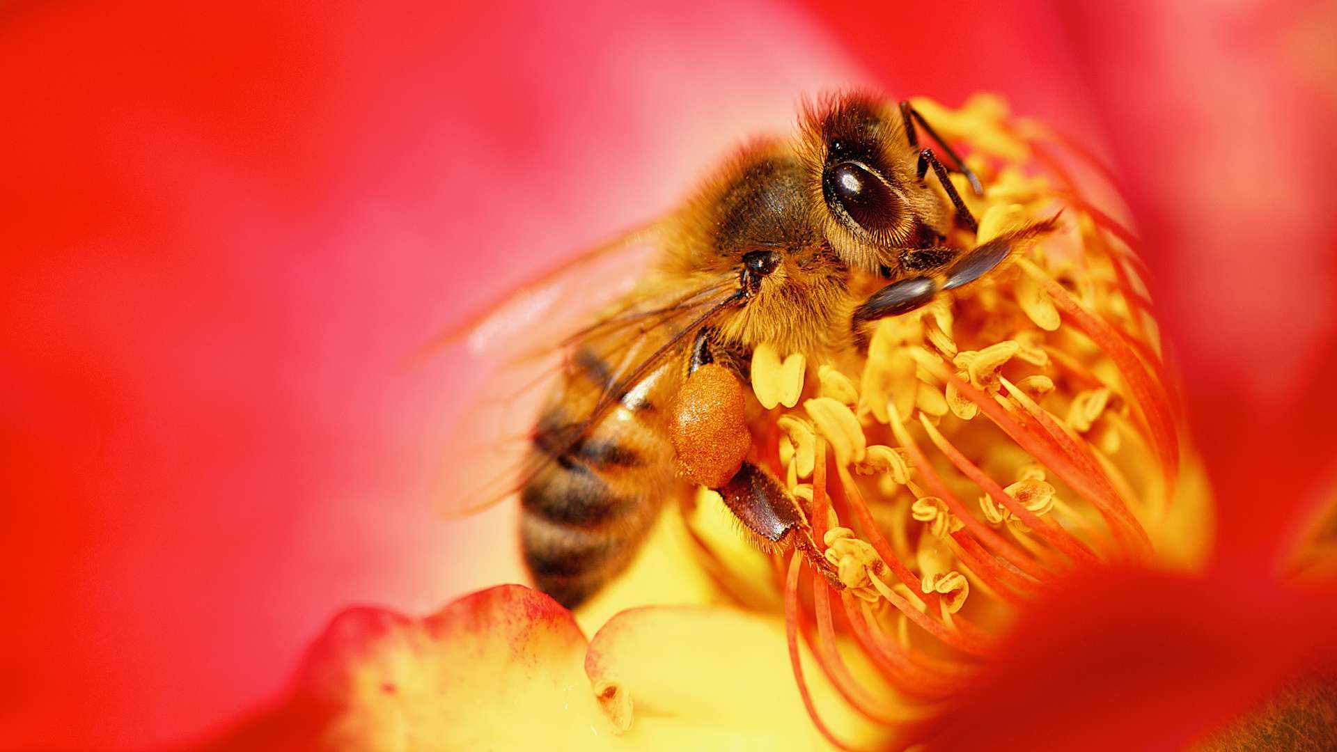 Première mondiale : un vaccin pour les abeilles