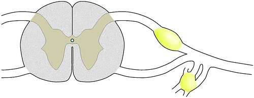 Définition | Racine nerveuse - Racine rachidienne