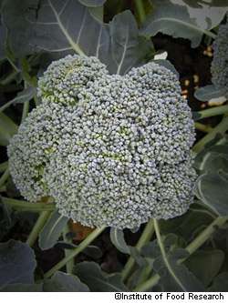 Le superbrocoli contre les cancers, en vente en Angleterre