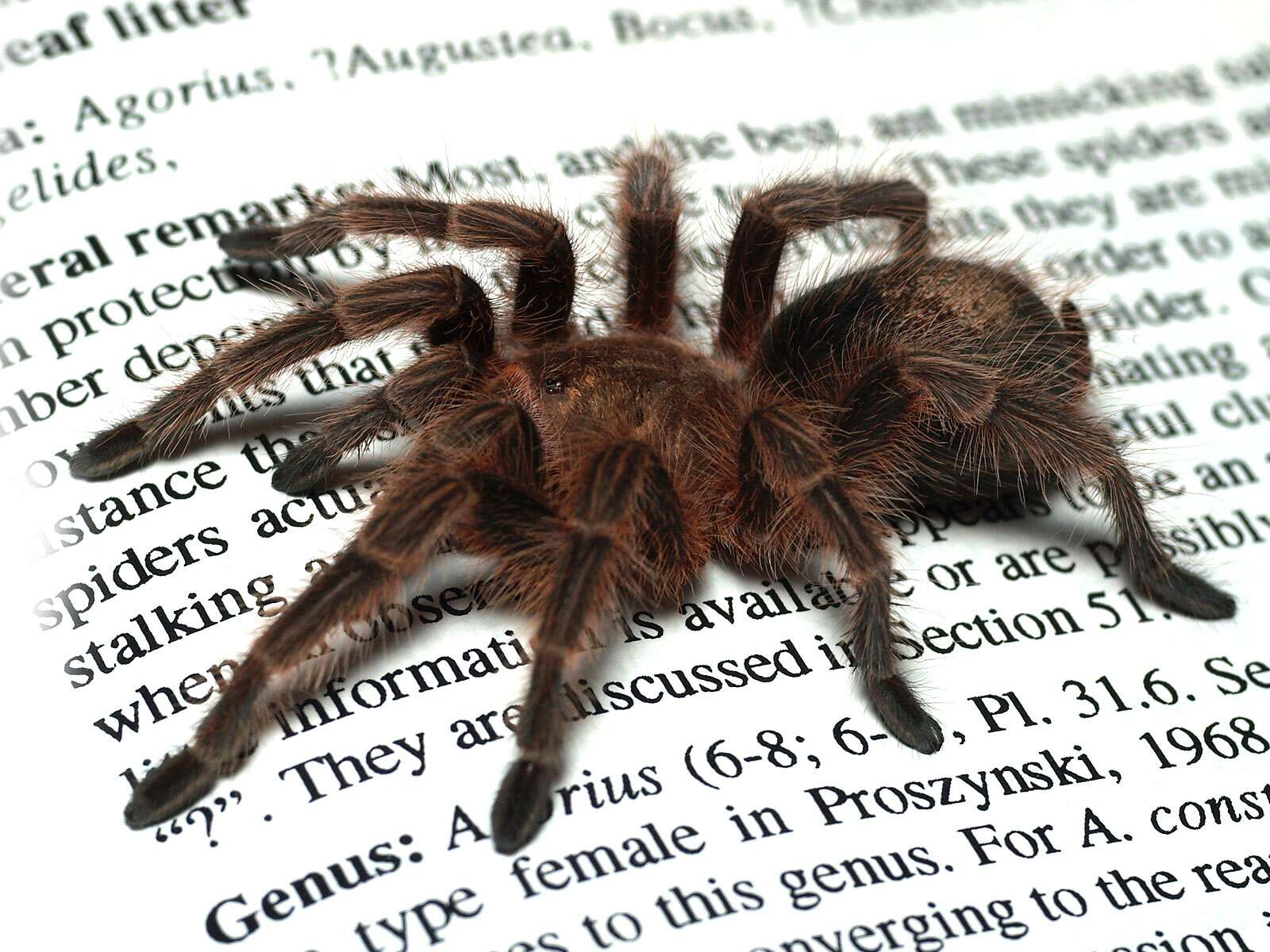 Migale rose du Chili - Fond d'écran et images gratuites