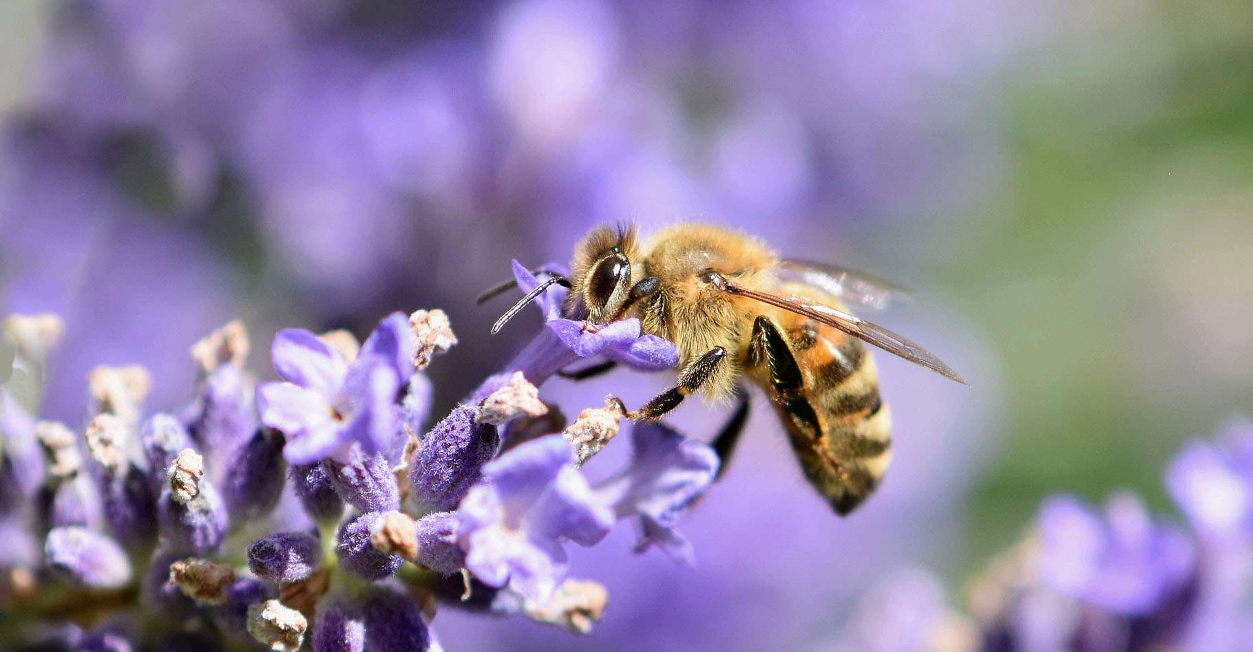 Pourquoi les abeilles sont si utiles