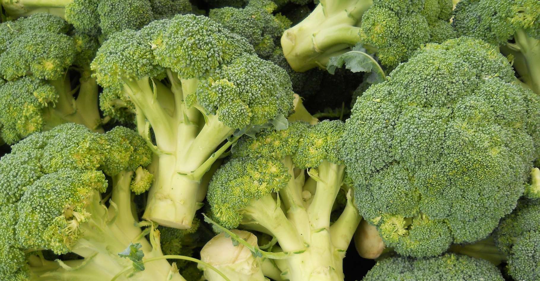 Cancer : du brocoli et des choux de Bruxelles contre les tumeurs