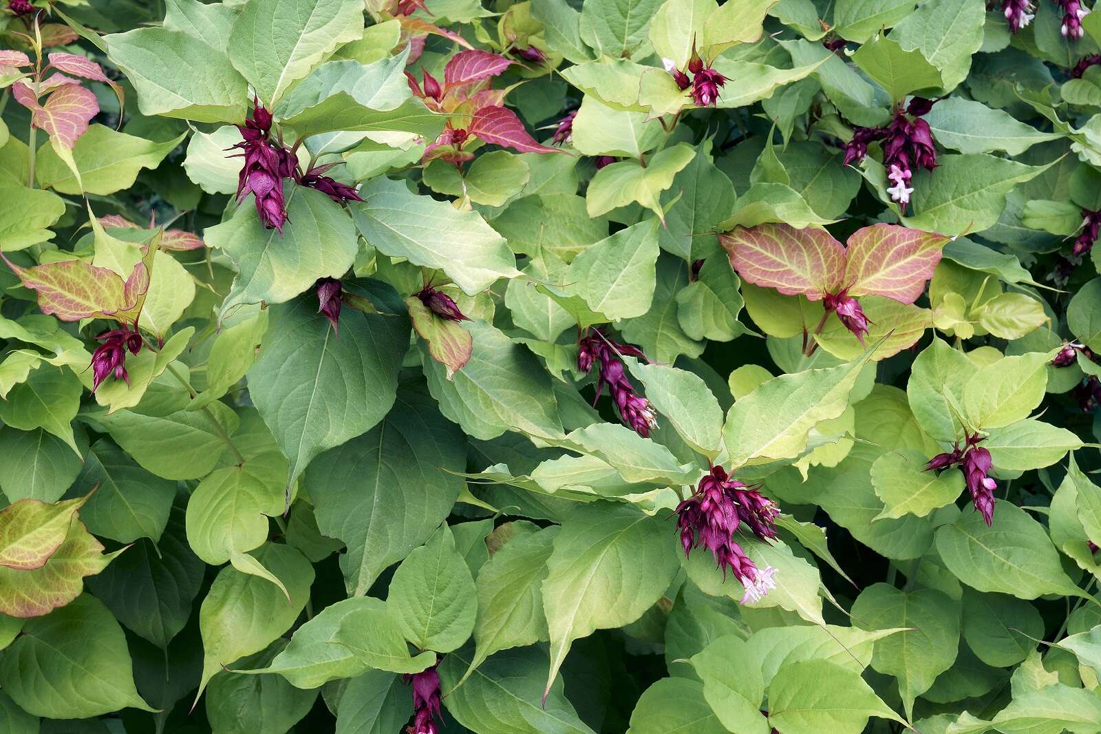 Définition | Leycesteria