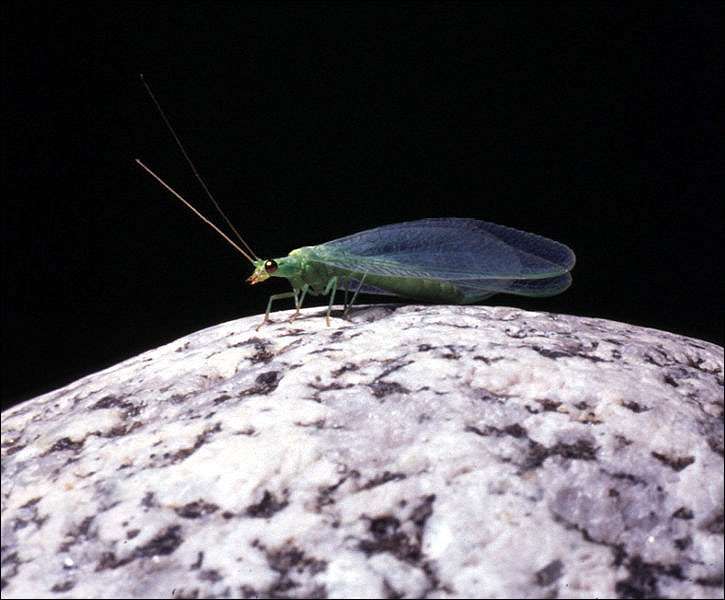 La chrysope verte lutte contre les cochenilles et pucerons