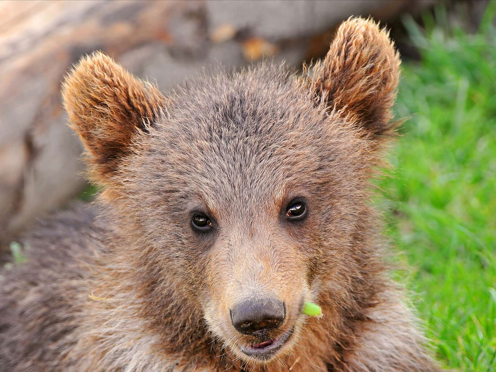 Ourson - Fond d'écran et images gratuites