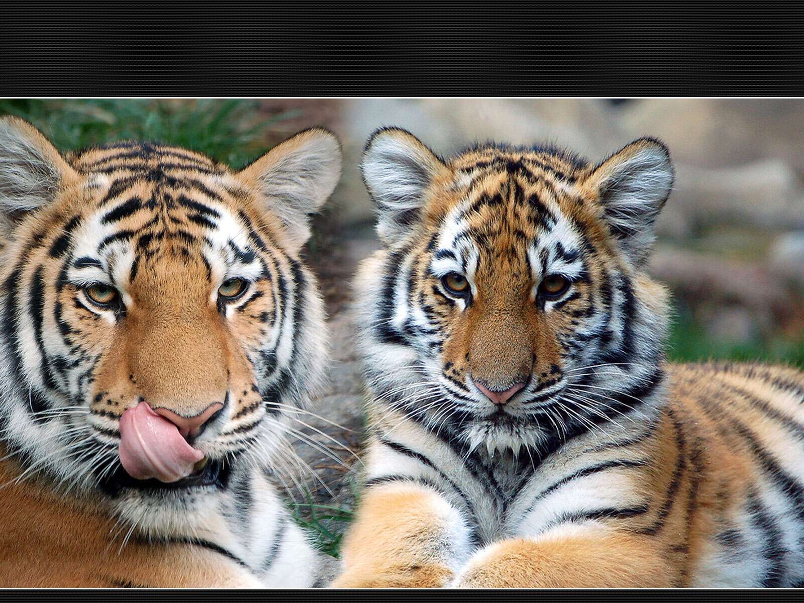 Tigresse et son petit - Fond d'écran et images gratuites