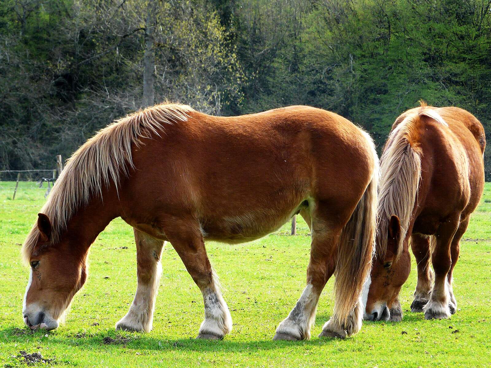 Chevaux de trait breton - Fond d'écran et images gratuites
