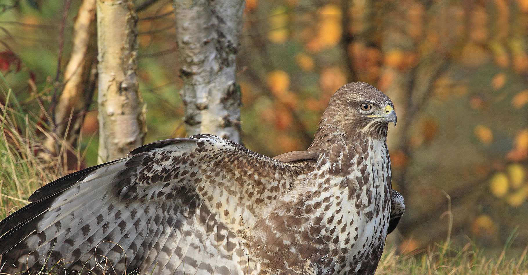 Alimentation des rapaces et techniques de chasse | Dossier