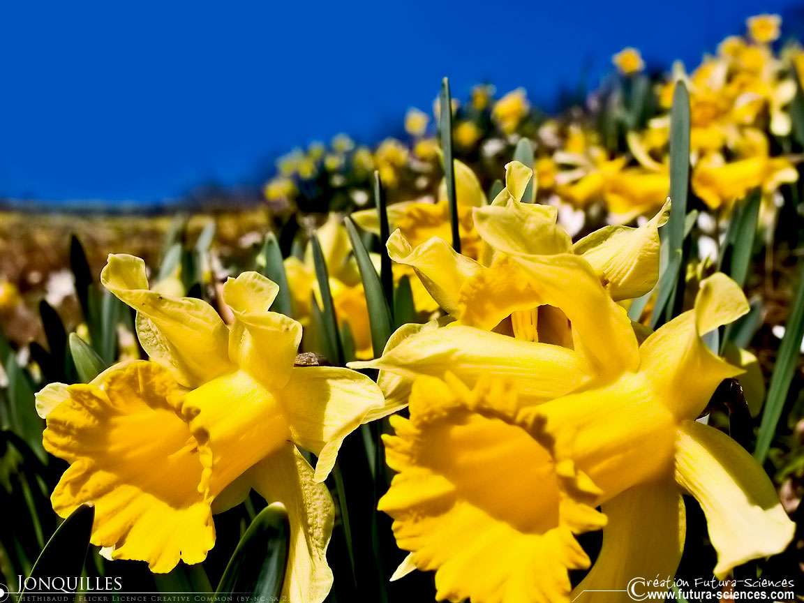 En bref : c'est le printemps