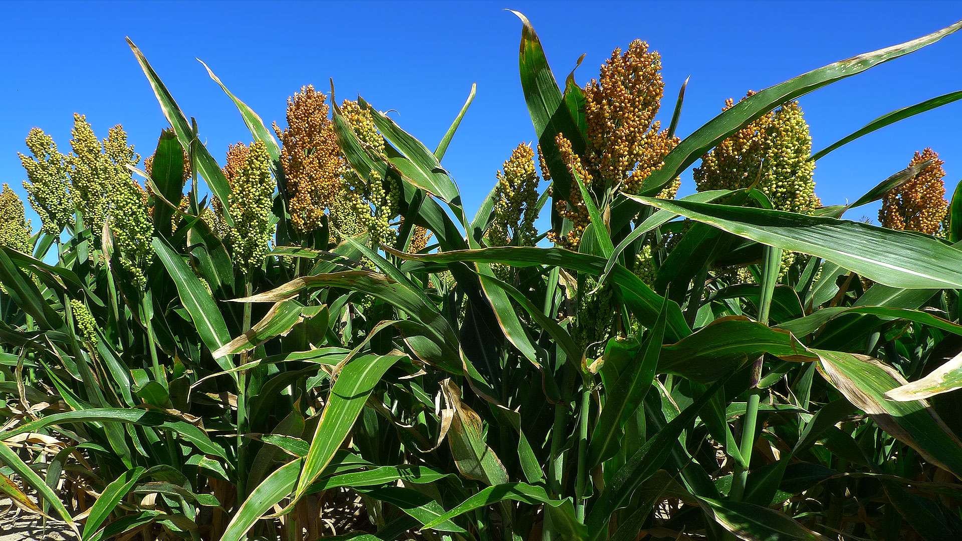 Le sorgho, originaire d'Afrique - Photos Futura