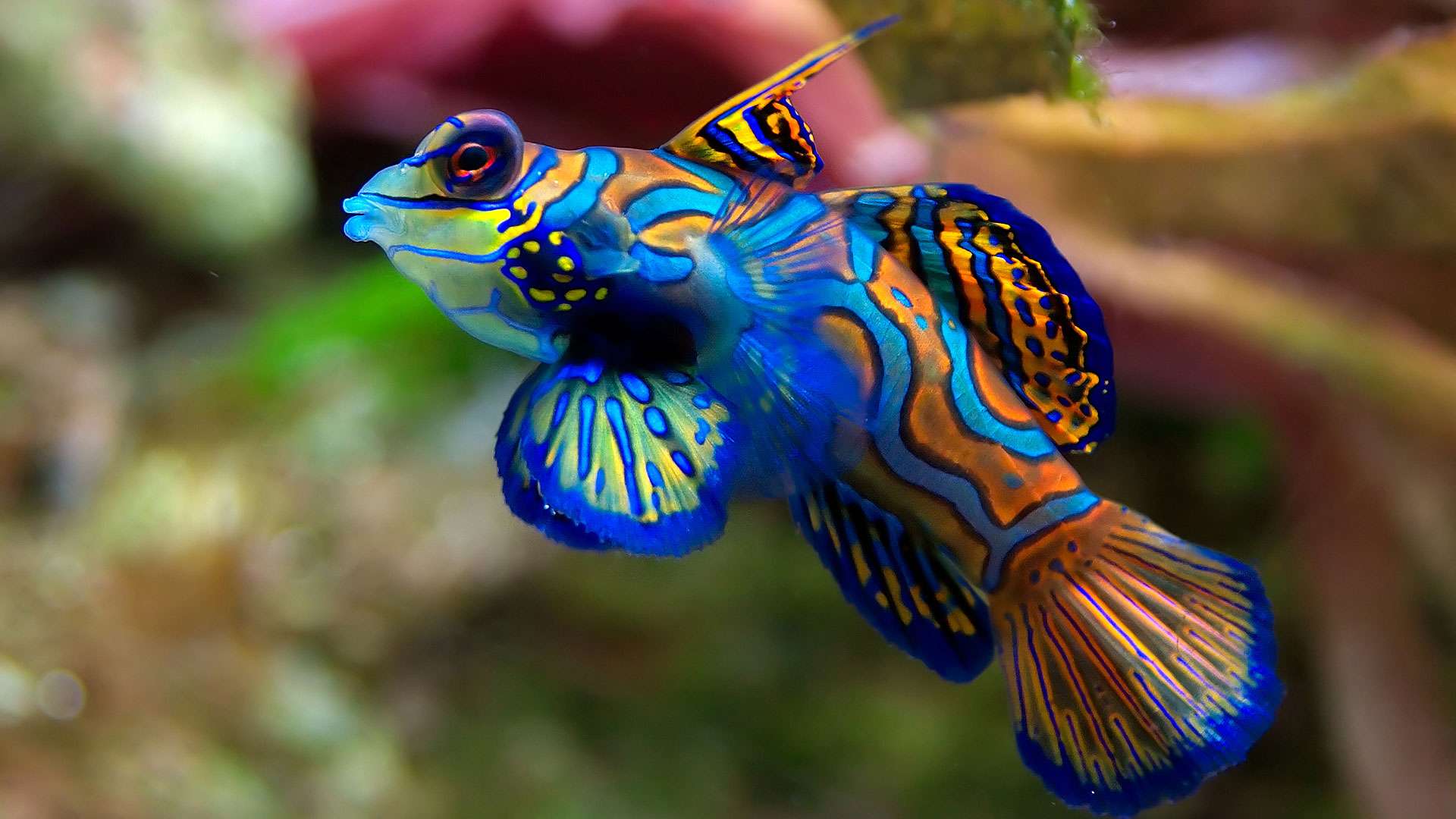 Cinq poissons tropicaux hypnotisants se dévoilent dans ce top