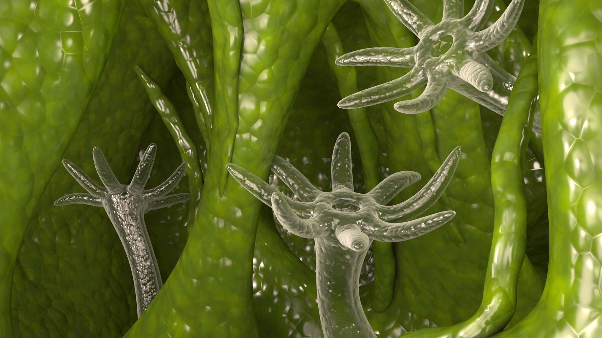 Le ballet d'une hydre d’eau douce