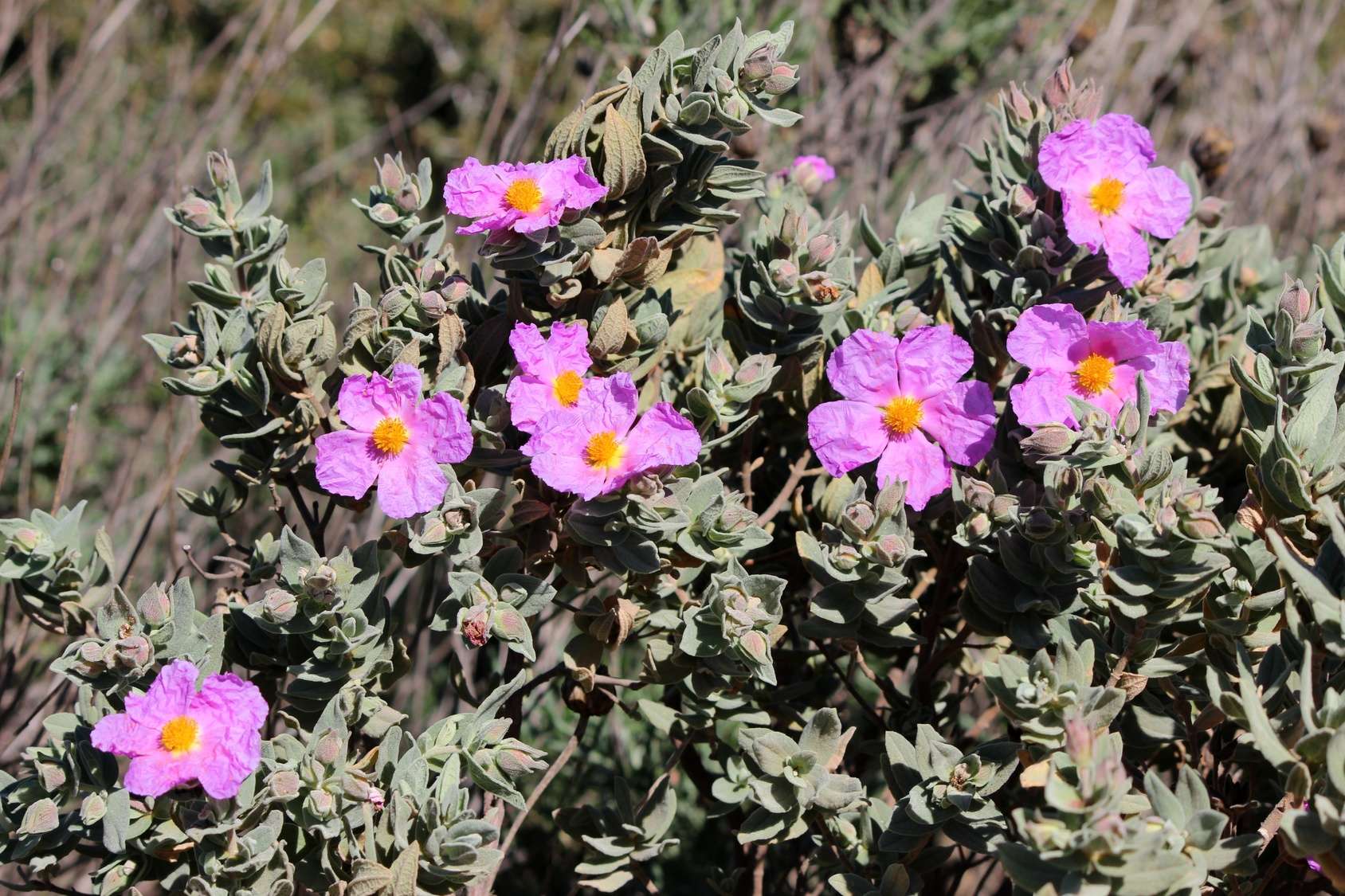 Garrigue, maquis : quelles différences