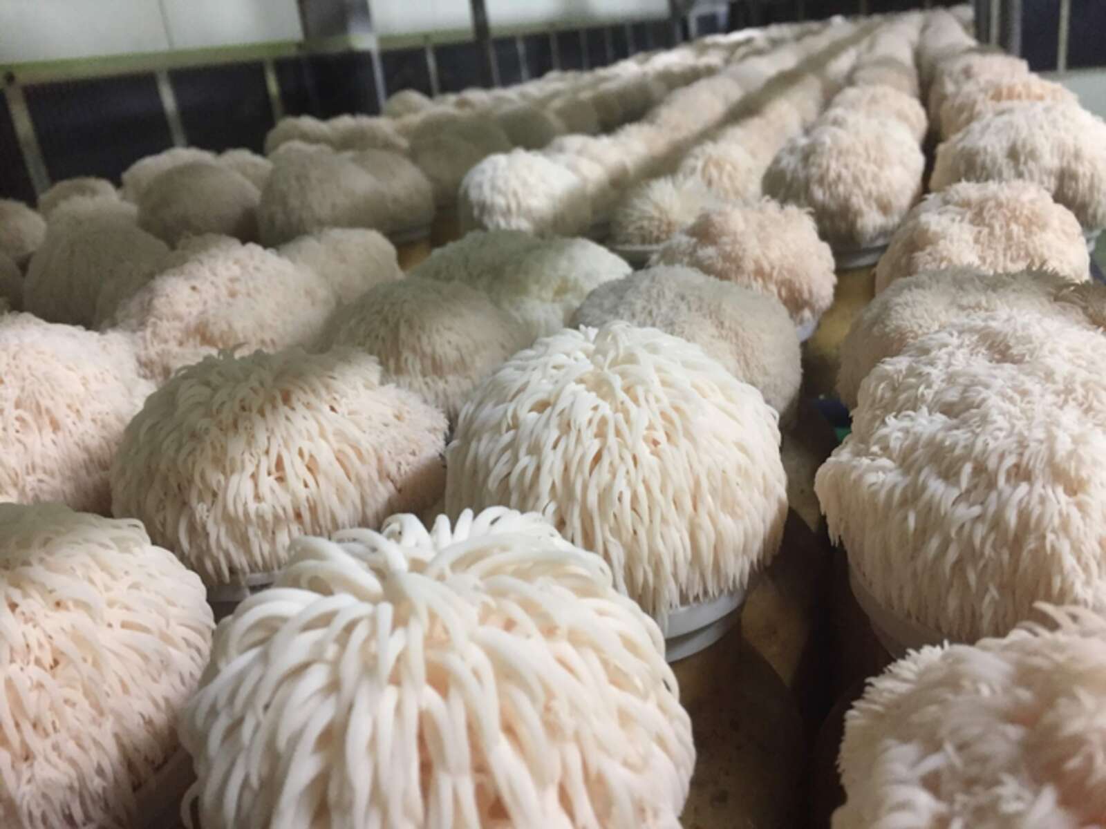 Des composés présents dans les champignons favoriseraient la mémoire