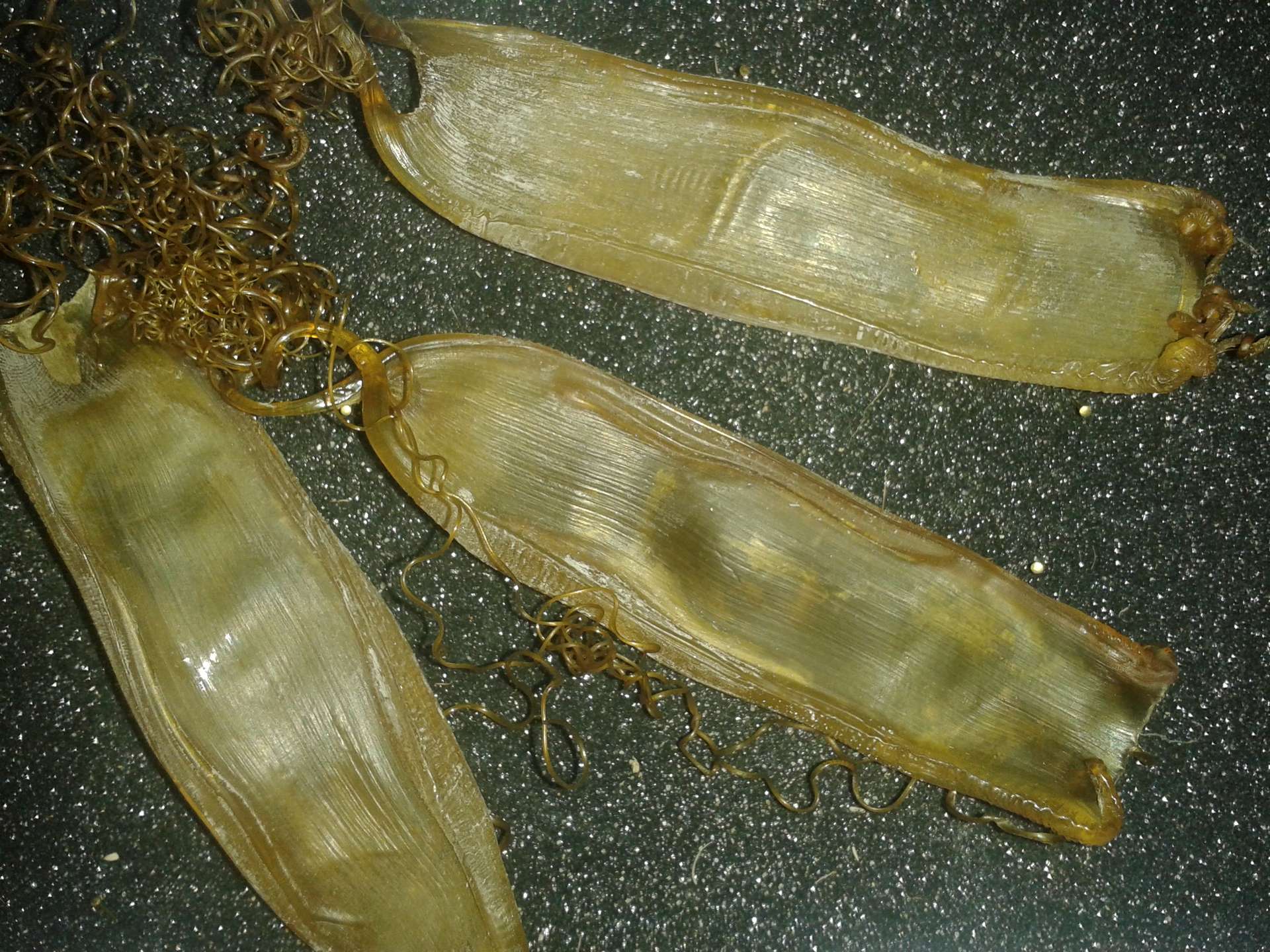 La reproduction des requins | Dossier