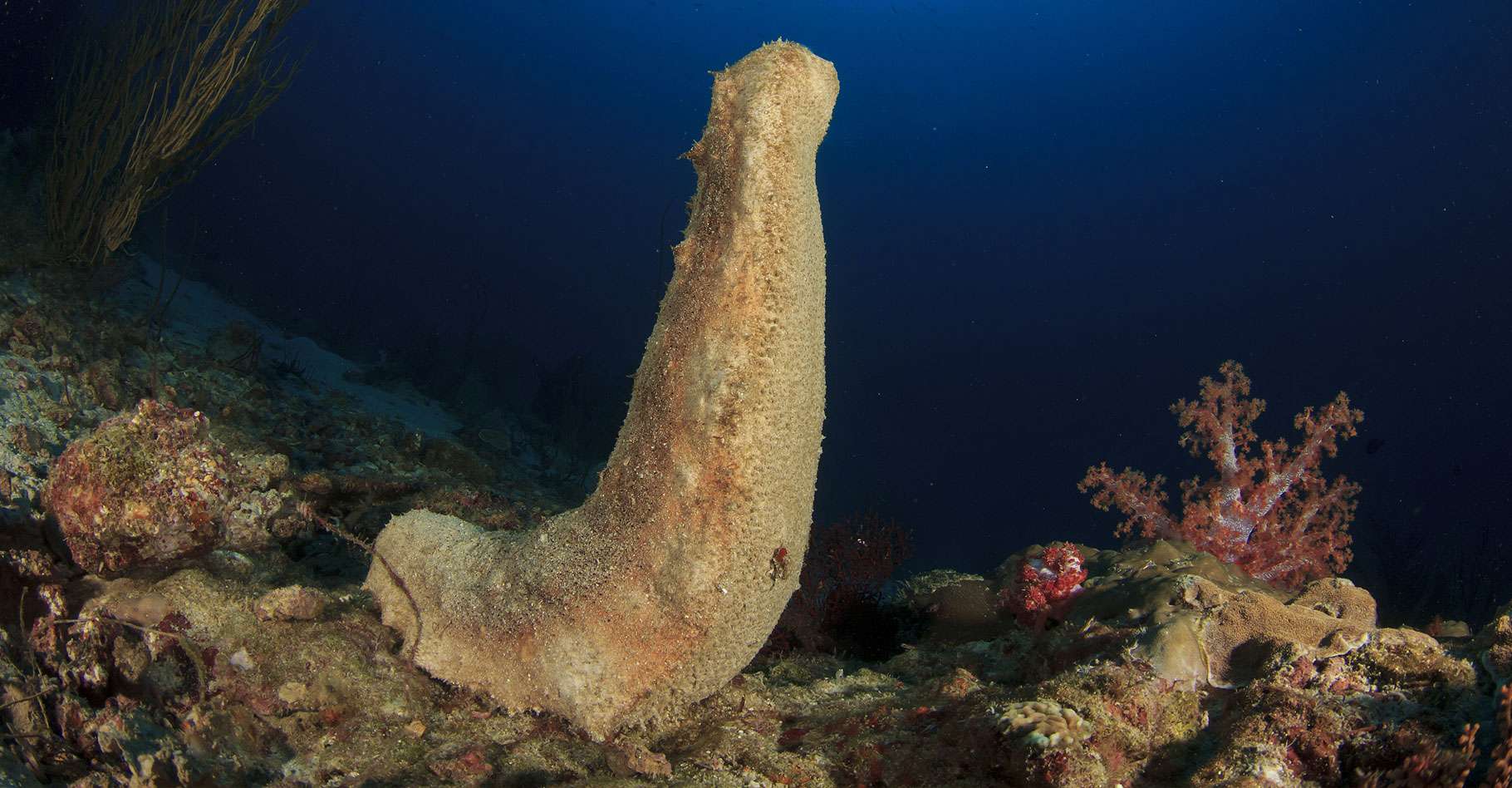 Holothuries : les concombres de mer | Dossier