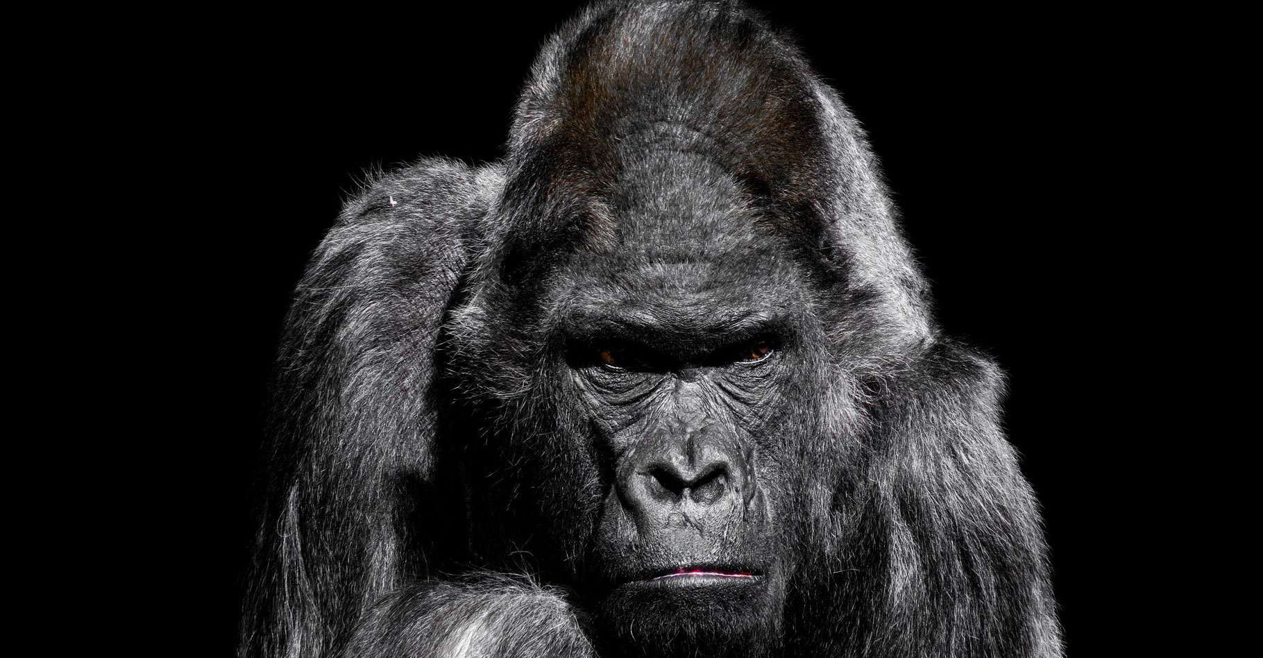 Autres différences entre le singe et l'Homme : torse, peau, poils ...