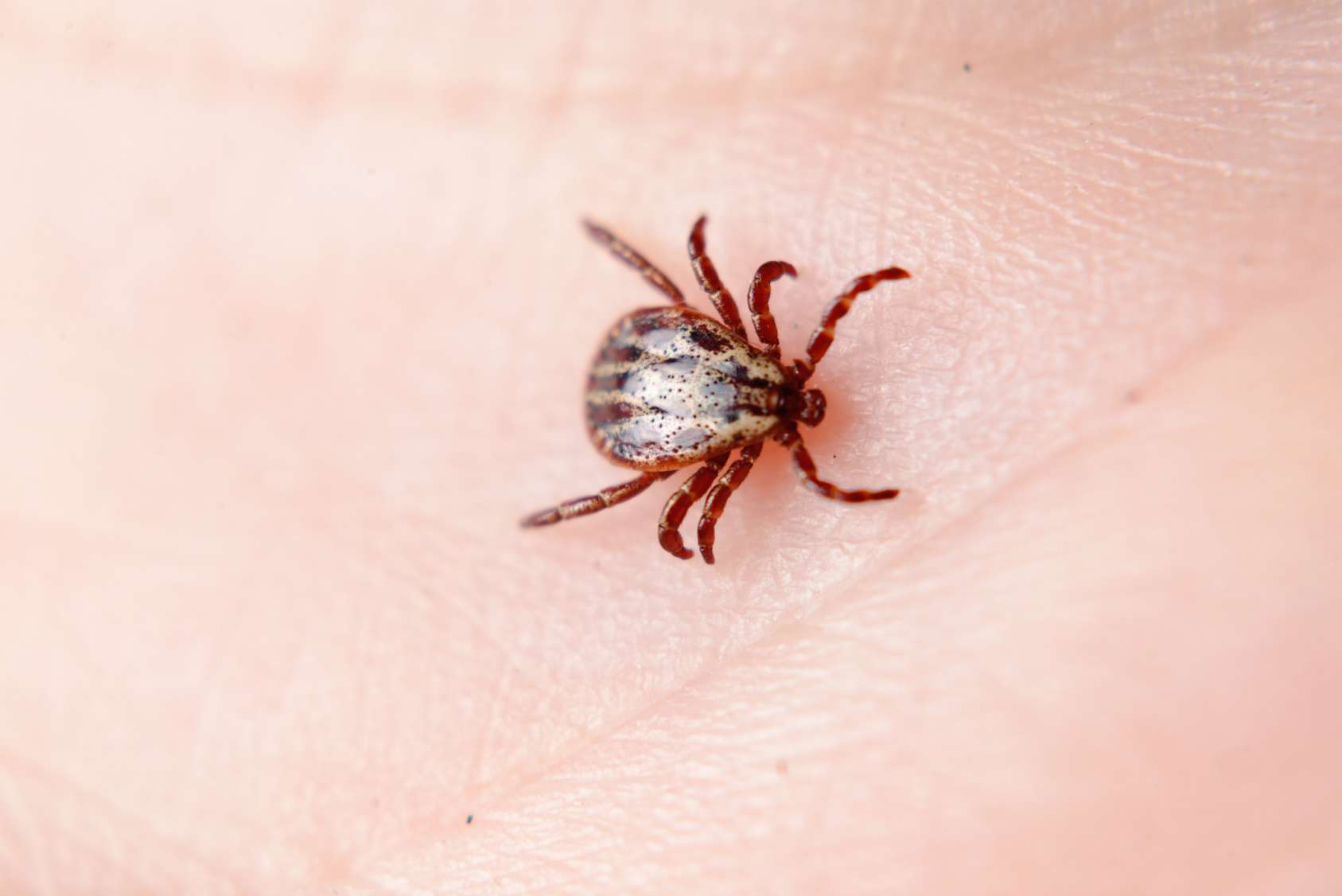 Définition | La maladie de Lyme - Borréliose de Lyme
