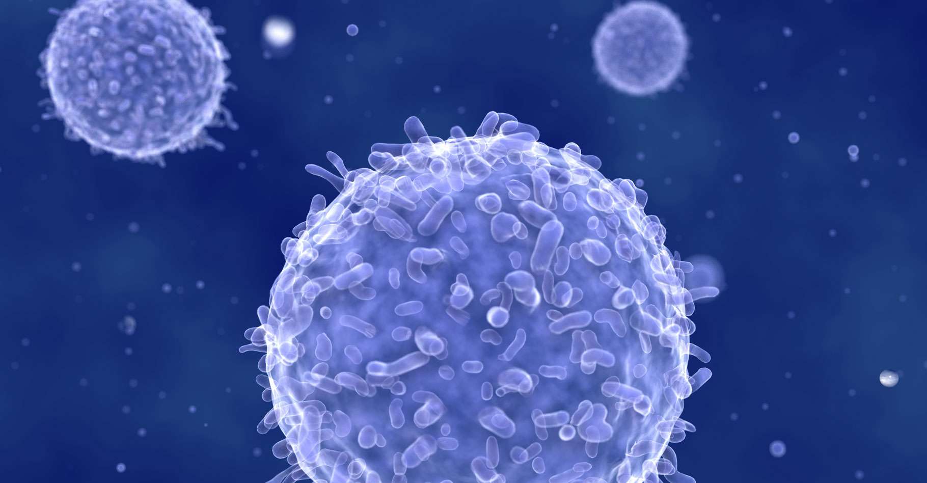 Les lymphocytes, cellules effectrices de la réaction immunitaire | Dossier
