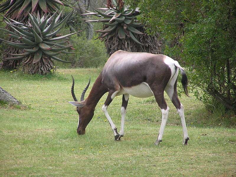 Définition | Damalisque - Damaliscus pygargus - Damalisque à front blanc