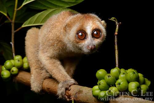 Une nouvelle espèce de loris lent, seul primate à la morsure toxique