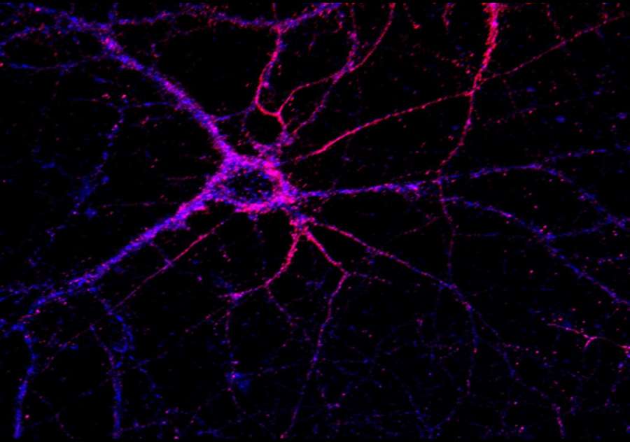 Neurone en culture - Photos Futura